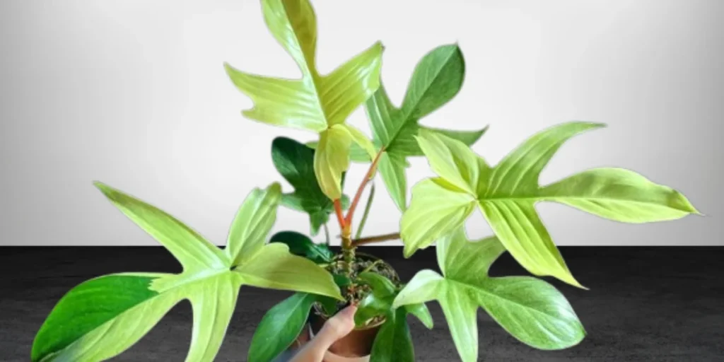 Philodendron Florida Ghost Plant Care: Expert Tips