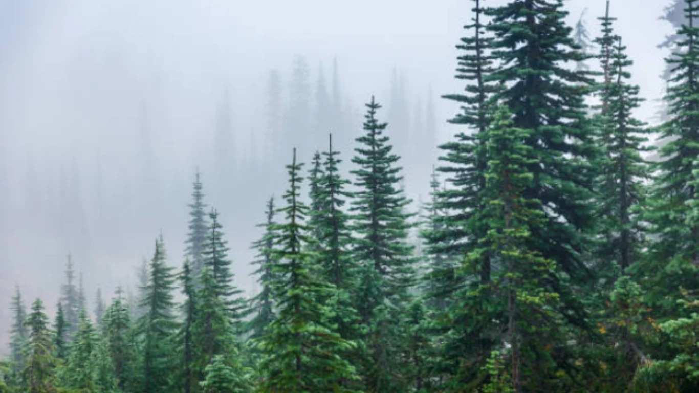 Why Pacific Northwest Trees Need Expert Arborist Care