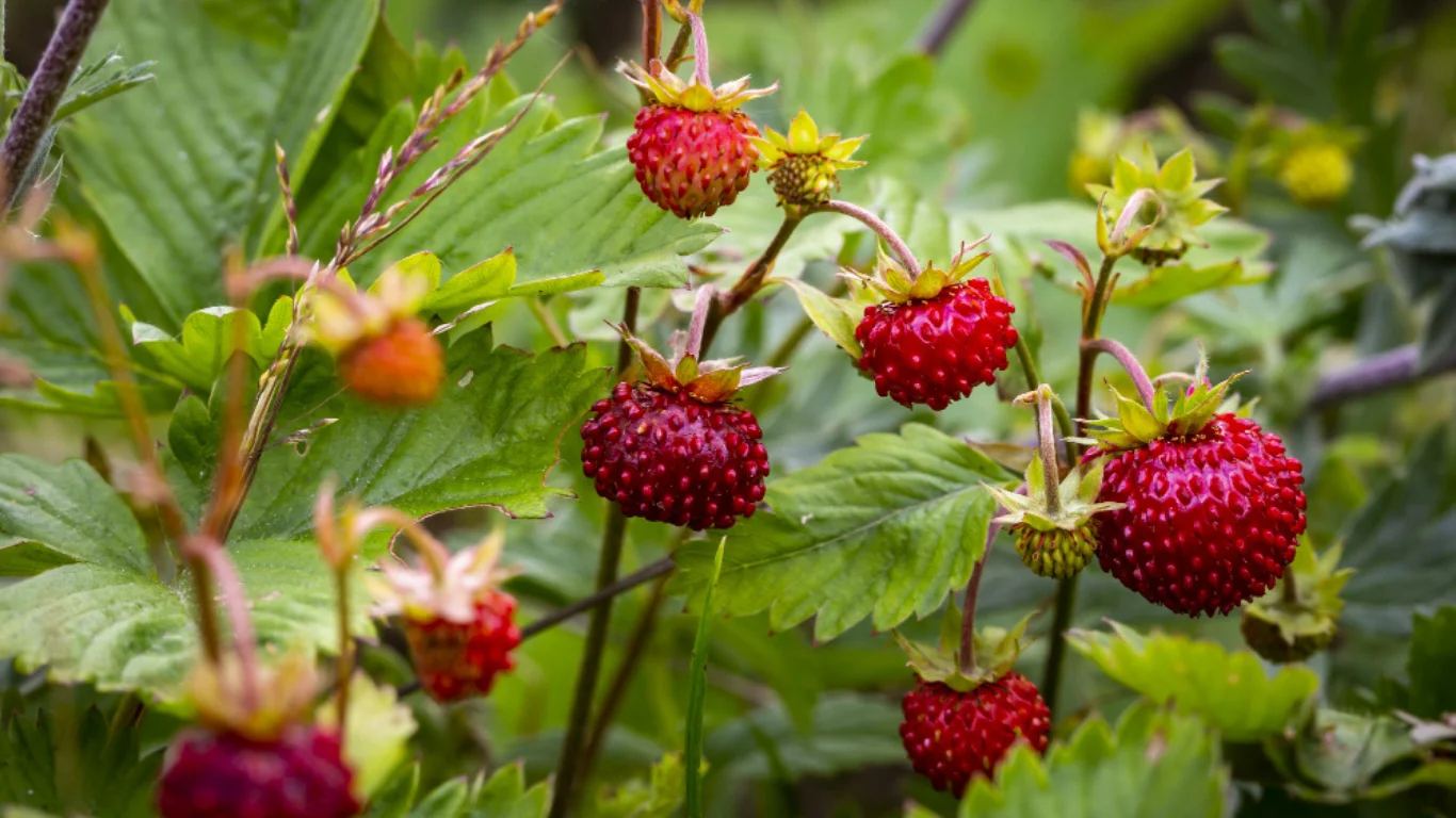The Ultimate Guide to Growing Raspberry Plants